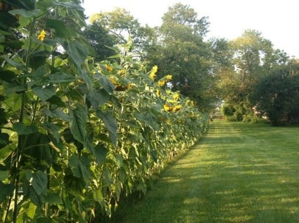 13 Attractive Ways To Add DIY Privacy Screen To Your Yard & Deck