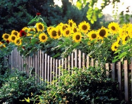13 Attractive Ways To Add DIY Privacy Screen To Your Yard & Deck