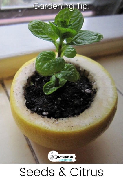 20+ Insanely Clever Gardening Tips and Ideas (flowers & vegetables)