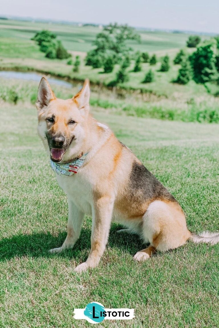 Single Serving Homemade Dog Pupcake ⋆ Listotic